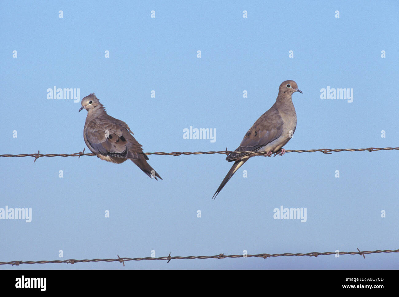 BIRD DOVE Mourning Stock Photo - Alamy