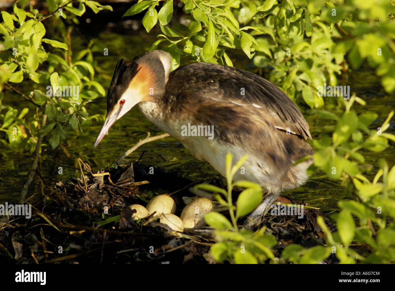 great crested grebe (Podiceps cristatus), on nest with eggs, Germany ...