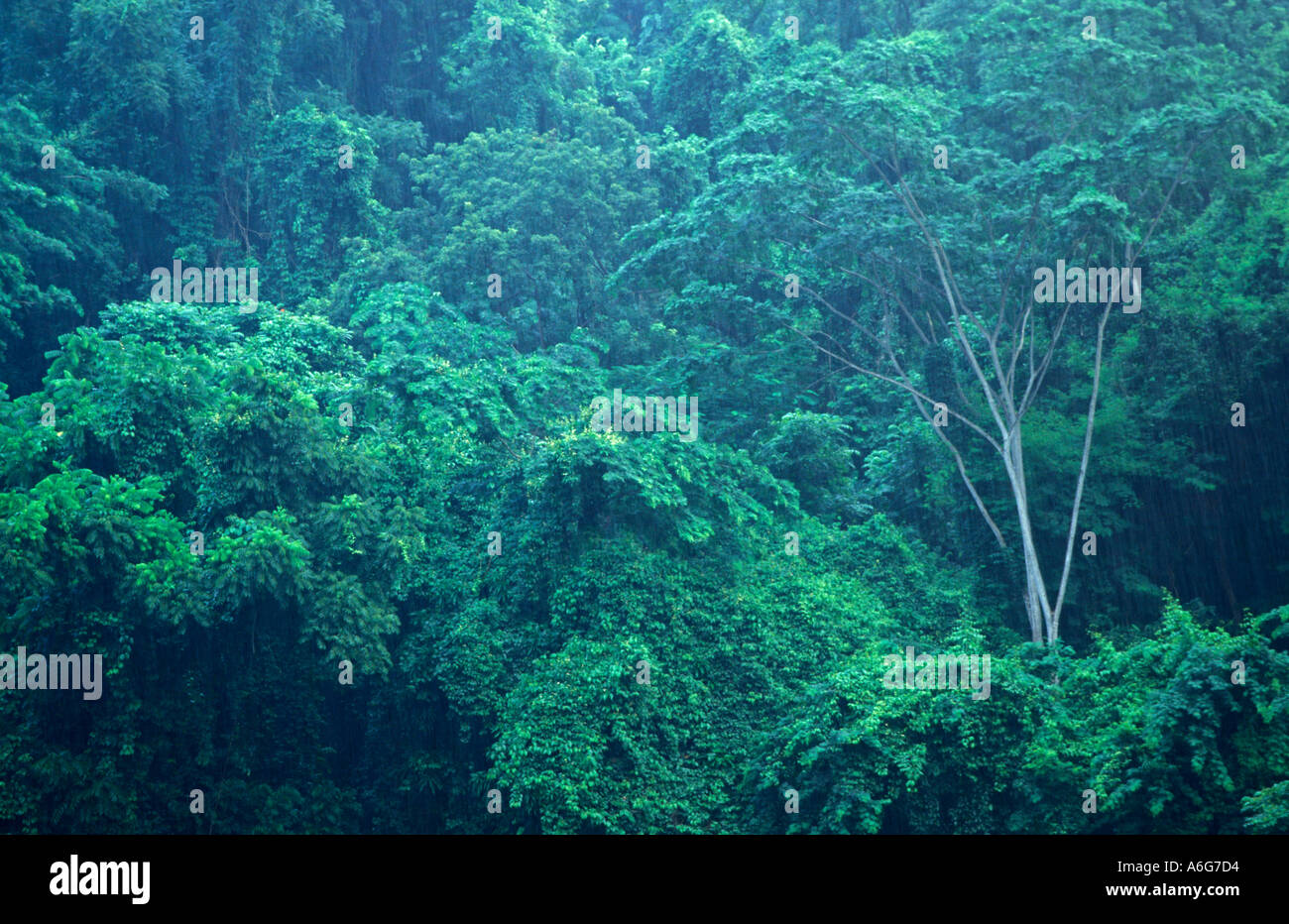 Rainforst hi-res stock photography and images - Alamy