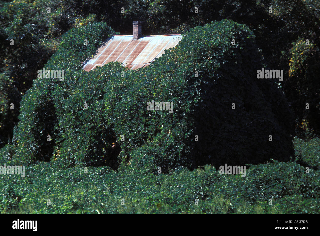 Kudzu plant hi-res stock photography and images - Alamy