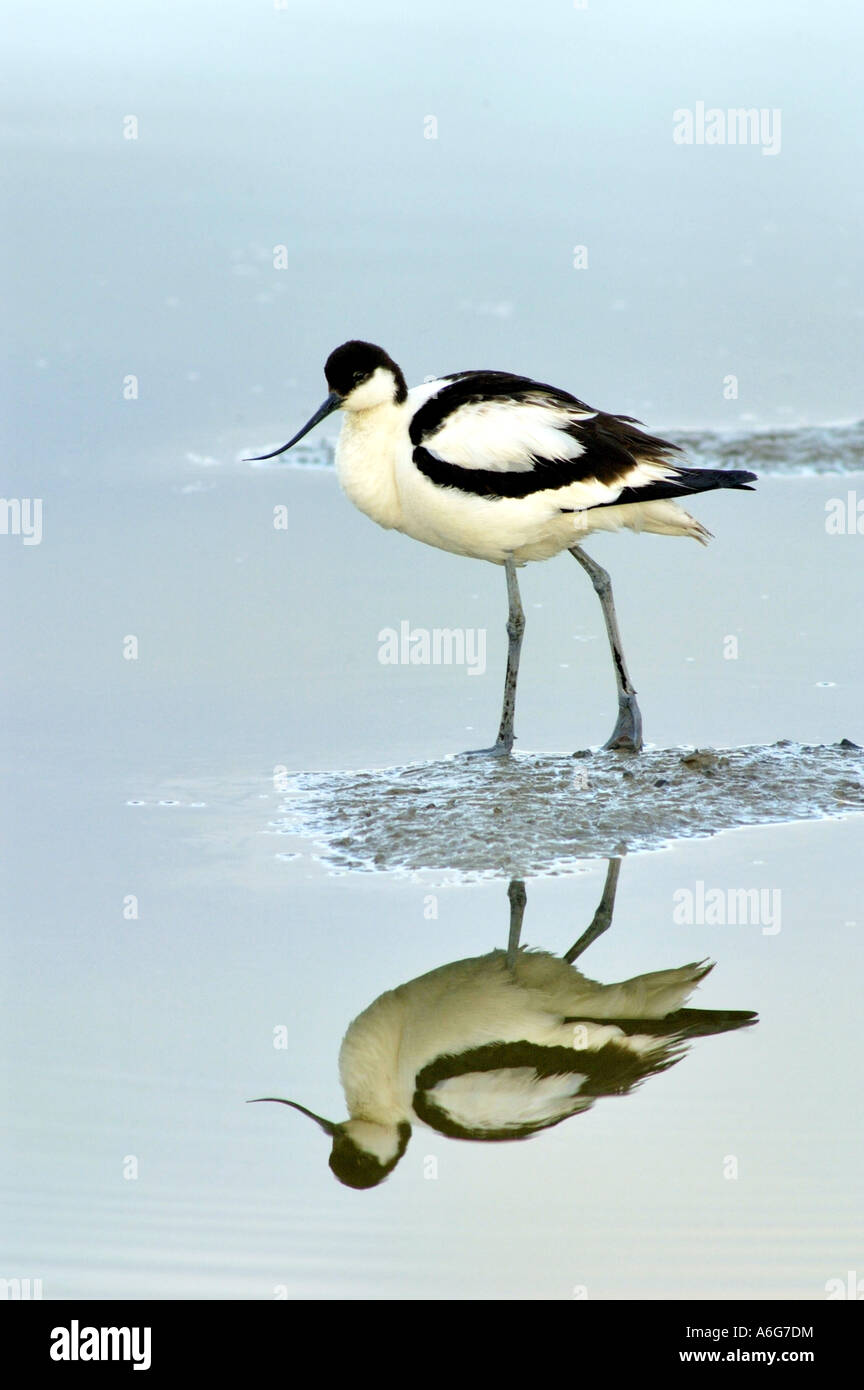 pied avocet (Recurvirostra avosetta), with mirror image, Germany Stock ...
