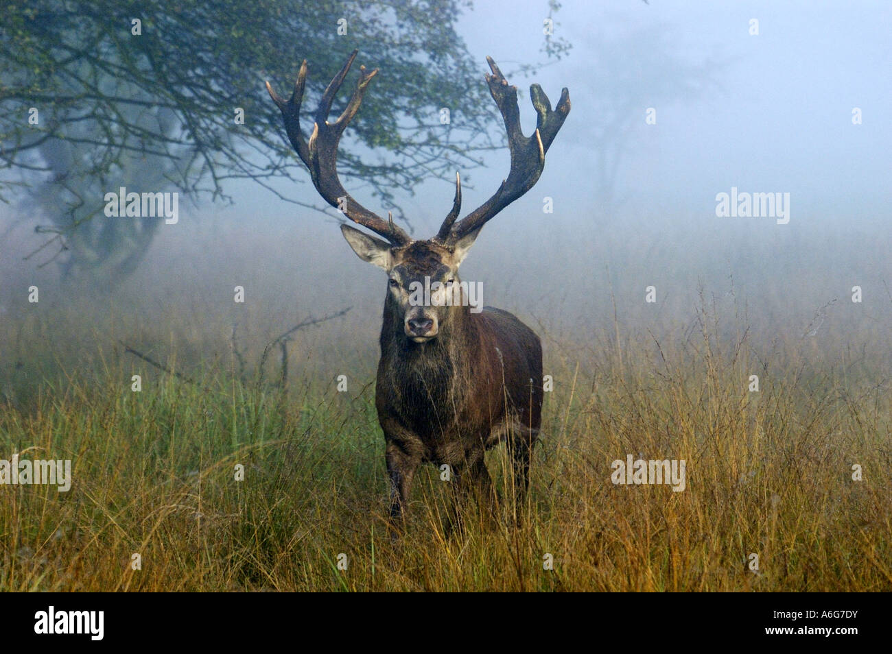 Stag with only one antler hi-res stock photography and images - Alamy