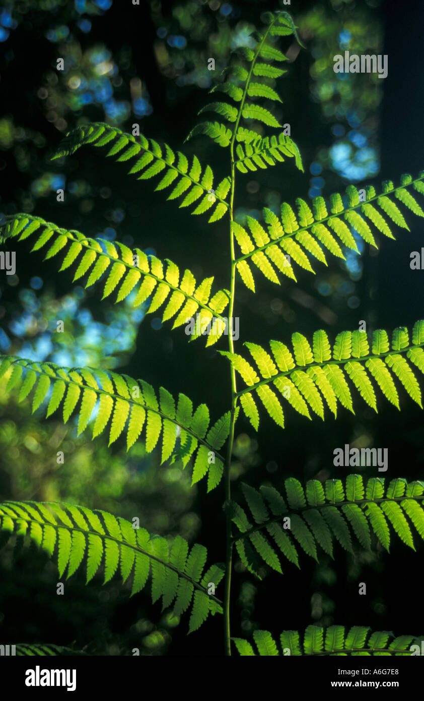 Symmetry symmetries hi-res stock photography and images - Alamy