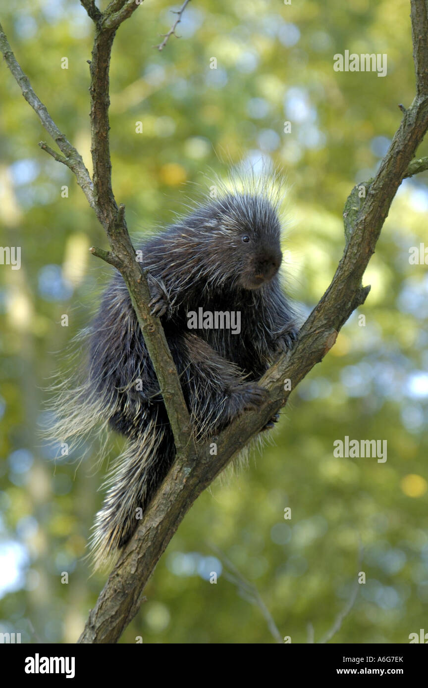 Tree porcupines hi-res stock photography and images - Alamy