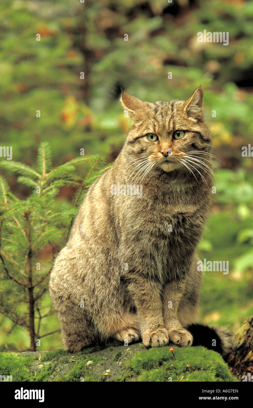 European wildcat, forest wildcat (Felis silvestris silvestris), sitting ...