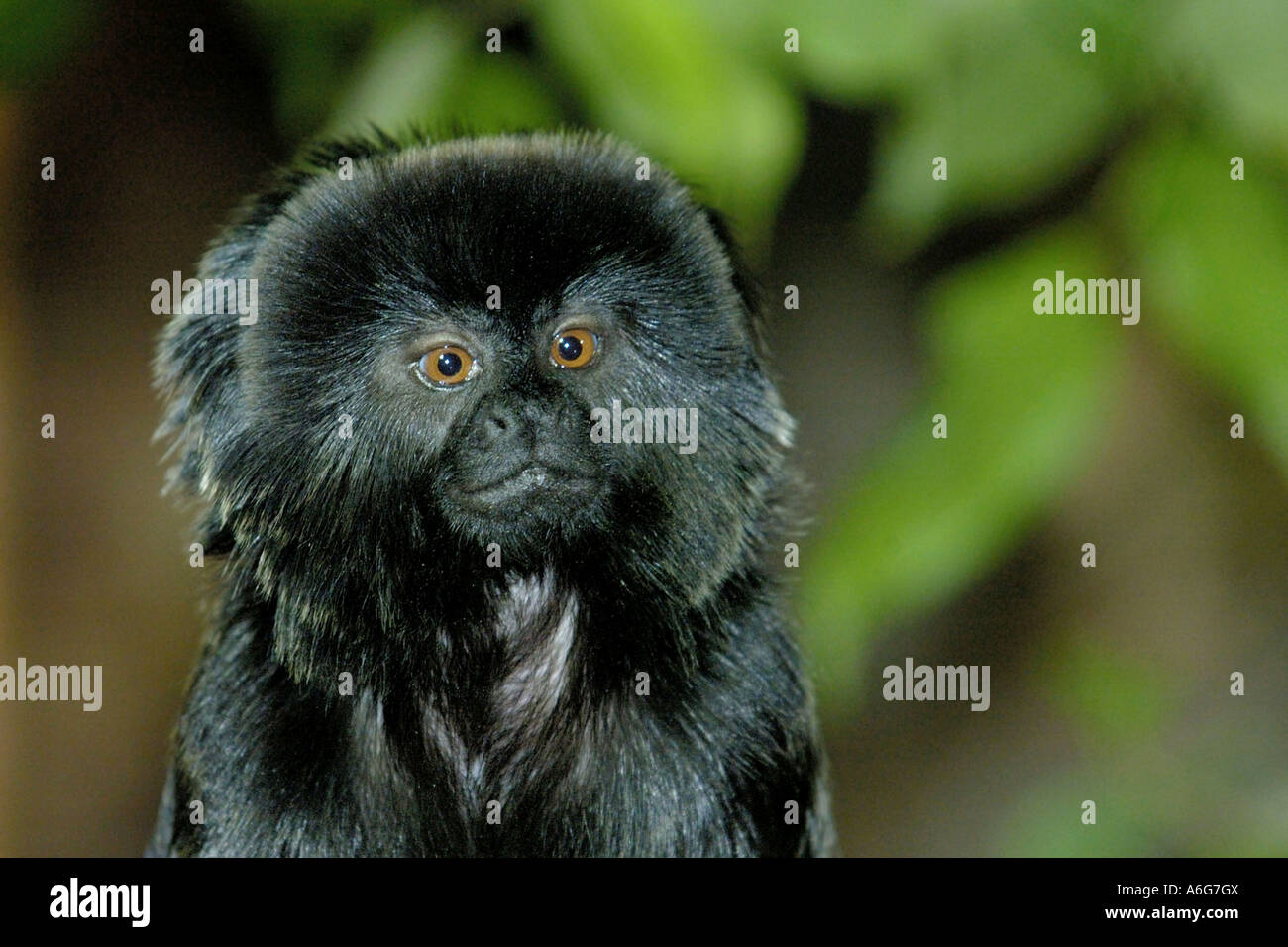 Goeldi's marmoset, Goeldi's Monkey (Callimico goeldii), portrait Stock ...