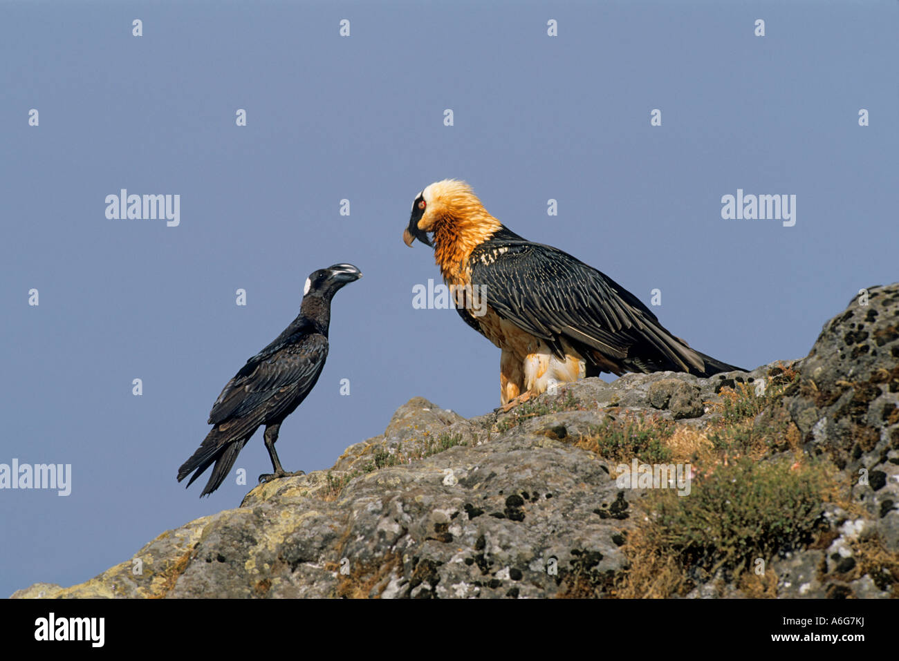 Erzrabe thick billed raven hi-res stock photography and images - Alamy