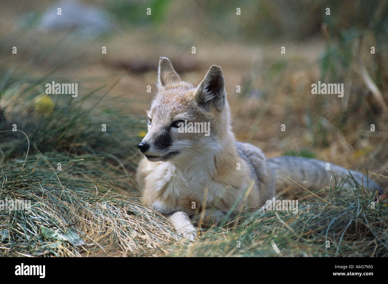 Swift Fox (Vulpes velox) resting on grass, Alberta, Canada Stock Photo ...