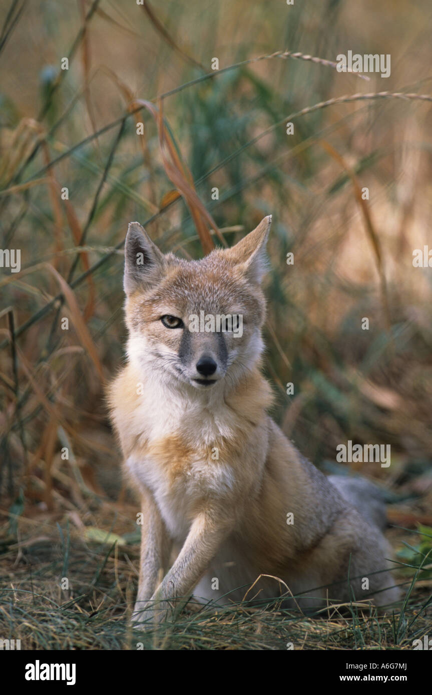 Schwift hi-res stock photography and images - Alamy