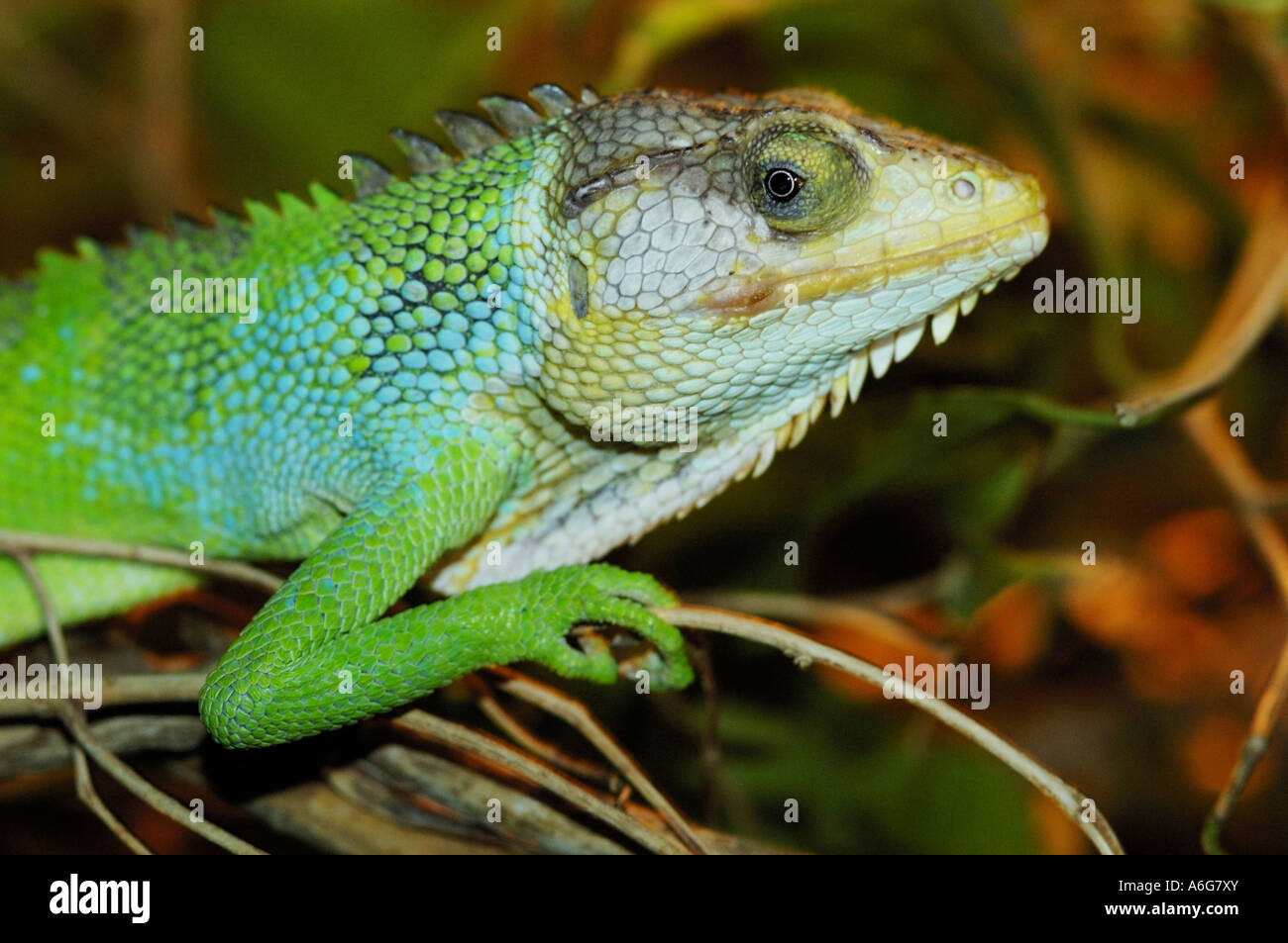 Black iguana polychrus peruvianus hi-res stock photography and images ...