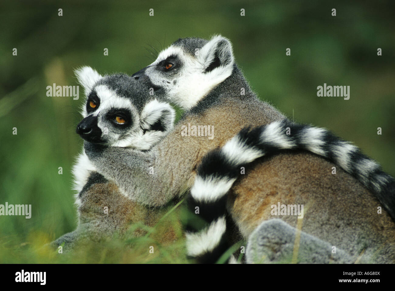 ring-tailed lemur (Lemur catta), couple, Madagascar Stock Photo - Alamy