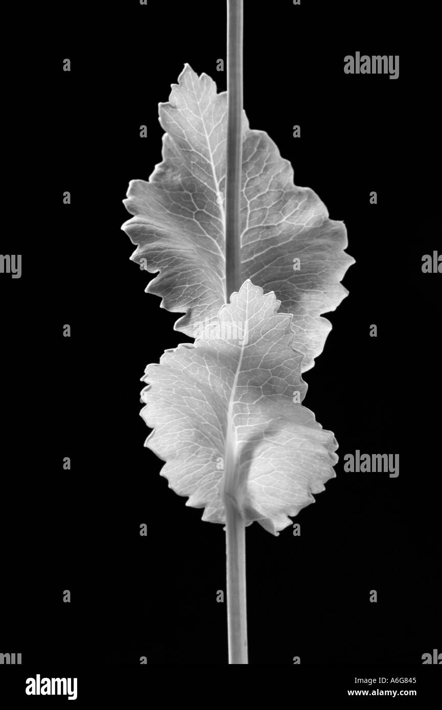 Poppy leaves hi-res stock photography and images - Alamy