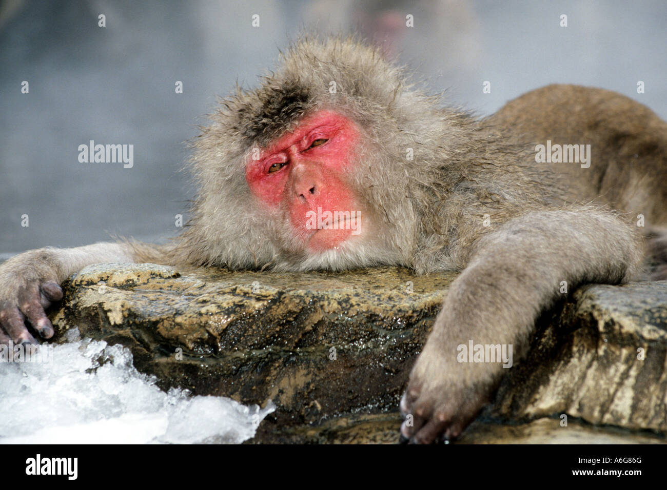 Japanese macaque, snow monkey (Macaca fuscata), dozing on a rock, Japan ...