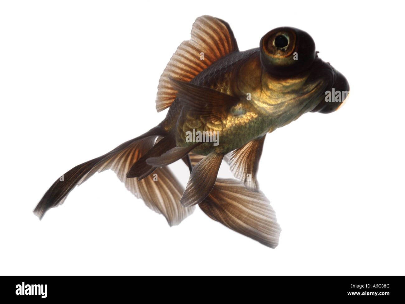 Black Moor Goldfish Eyes
