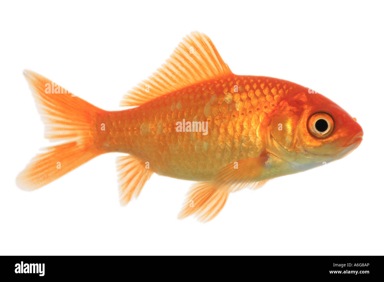 goldfish, common carp (Carassius auratus), side view Stock Photo - Alamy