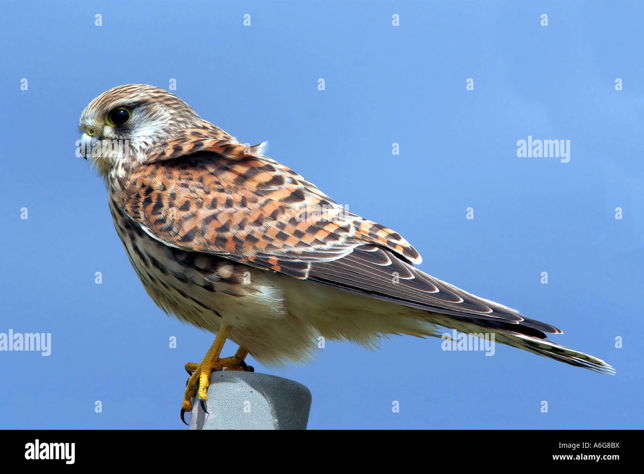 common kestrel (Falco tinnunculus), in front of blue sky, Germany Stock ...