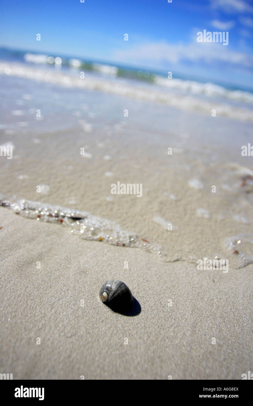 Snailshell on the beach Stock Photo - Alamy