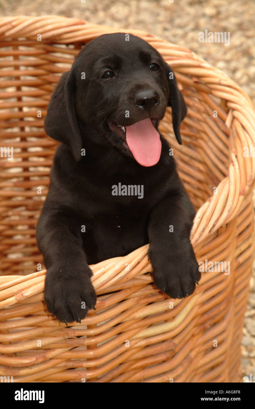 European Black Labrador
