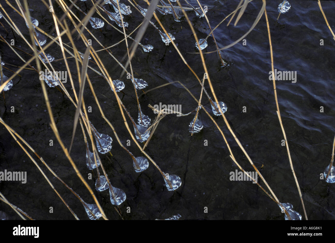 Lumps of ice on reed canes in water ; Fraueninsel, Chiemsee, Bayaria ...