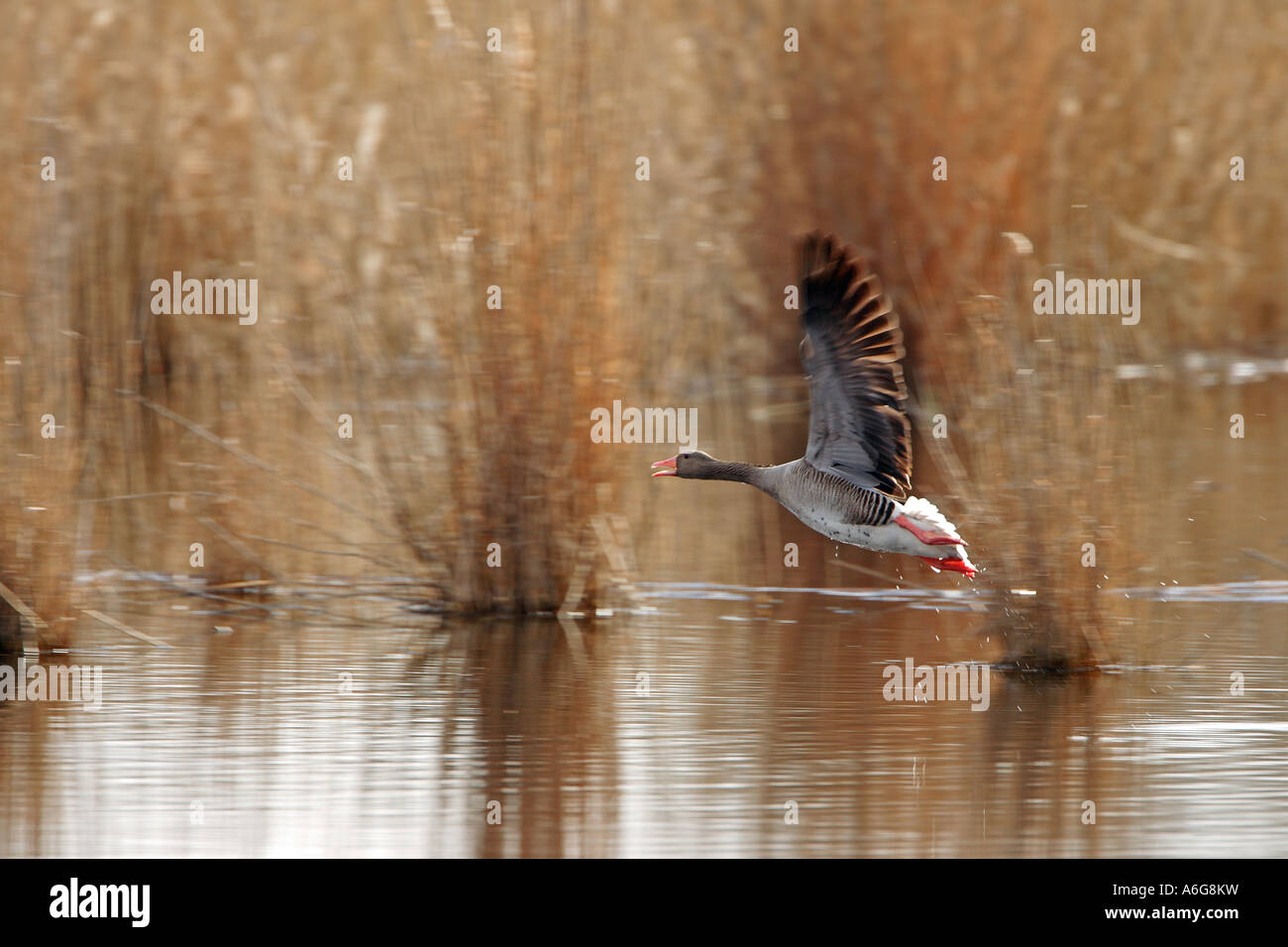 Greylag Goose (Anser anser) flying Stock Photo - Alamy