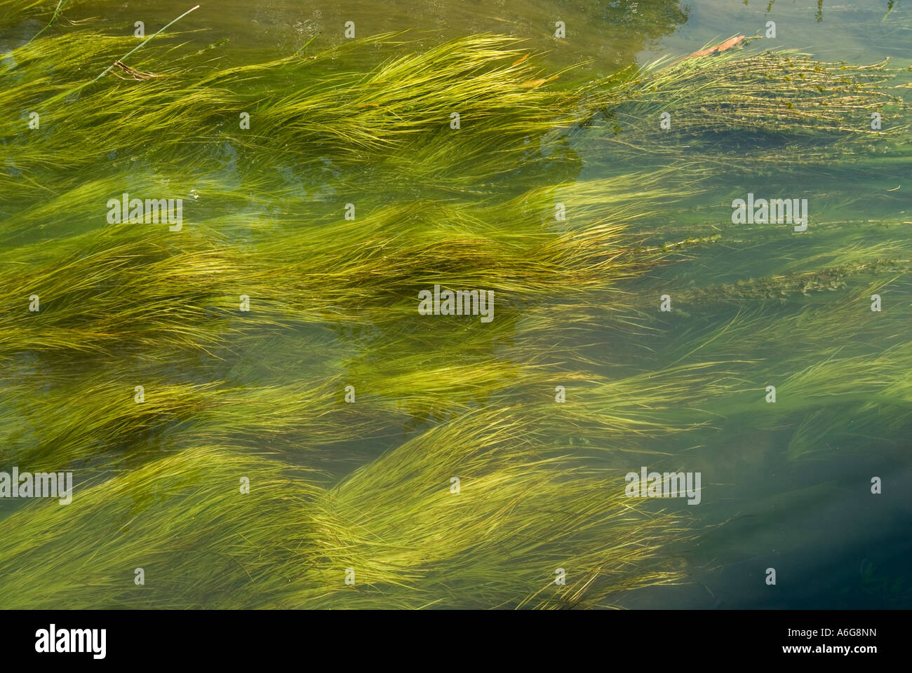 Algae and grass in a small creek Stock Photo - Alamy