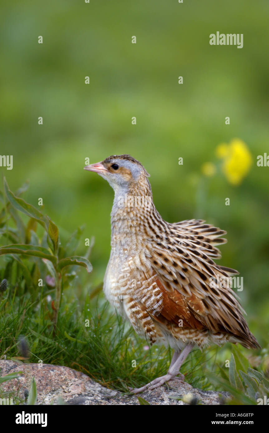 Corncrake crex crex hi-res stock photography and images - Alamy