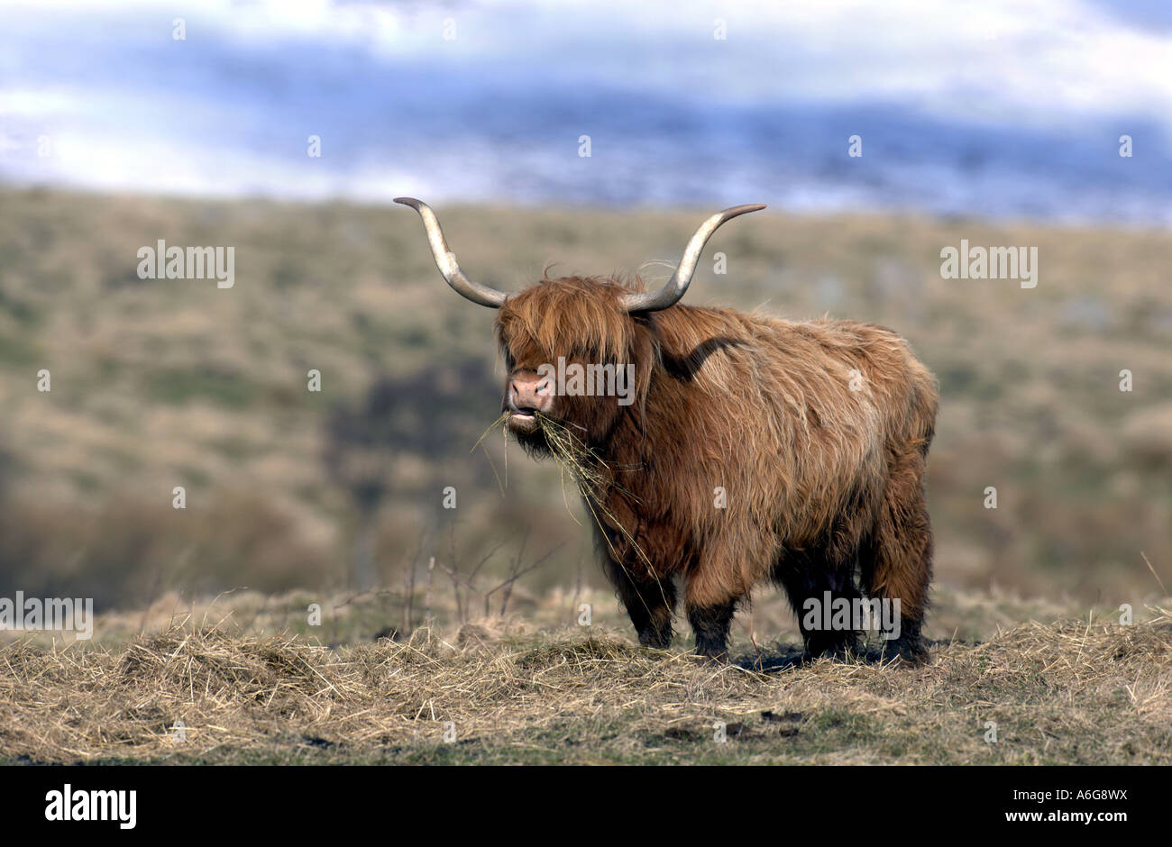 Scottish Highland Cattle (Bos primigenius f. taurus), bull on meadow ...