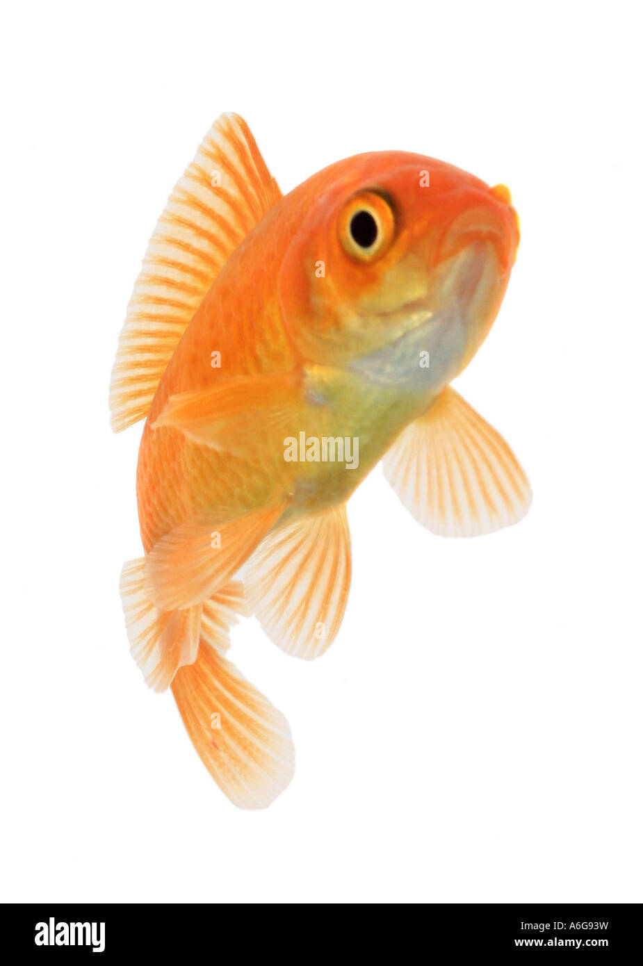 goldfish, common carp (Carassius auratus), portrait Stock Photo - Alamy