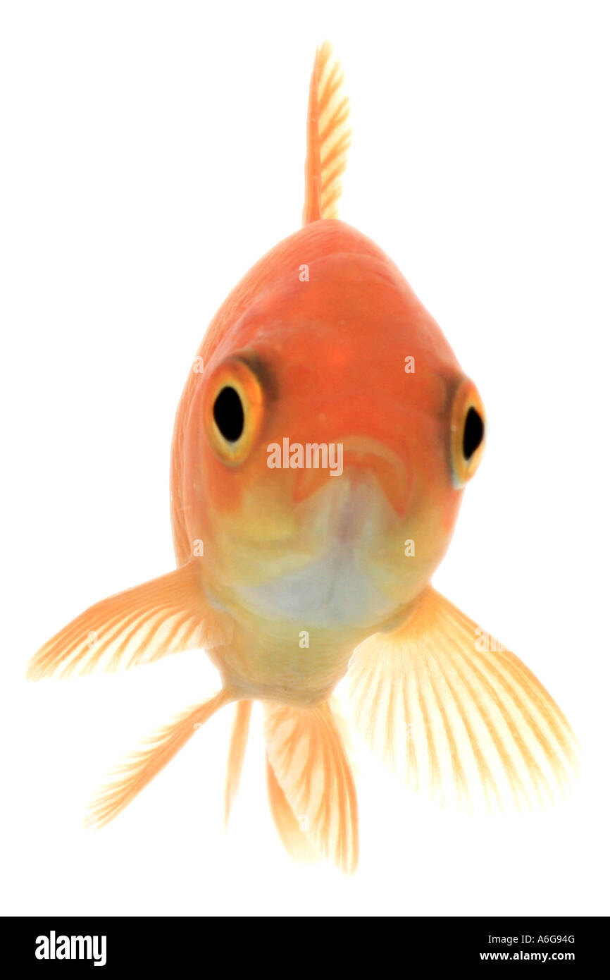 goldfish, common carp (Carassius auratus), portrait Stock Photo - Alamy