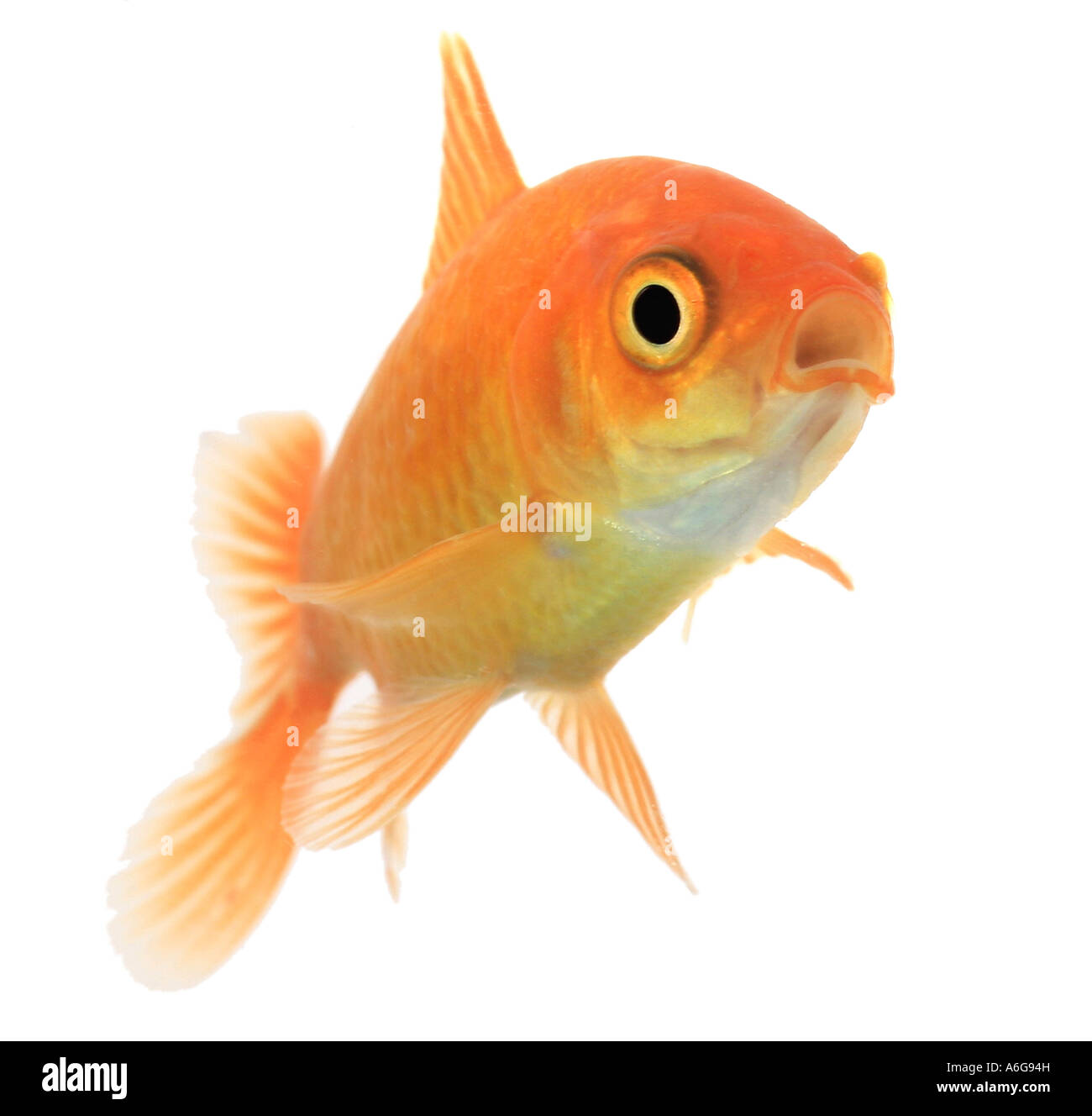 goldfish, common carp (Carassius auratus), portrait Stock Photo - Alamy