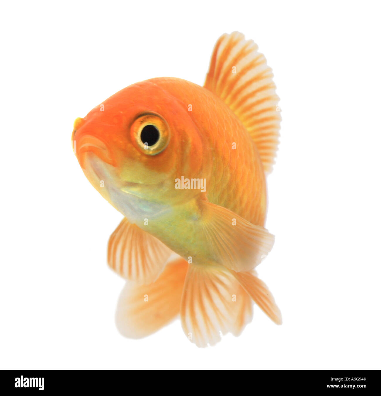 goldfish, common carp (Carassius auratus), portrait Stock Photo - Alamy
