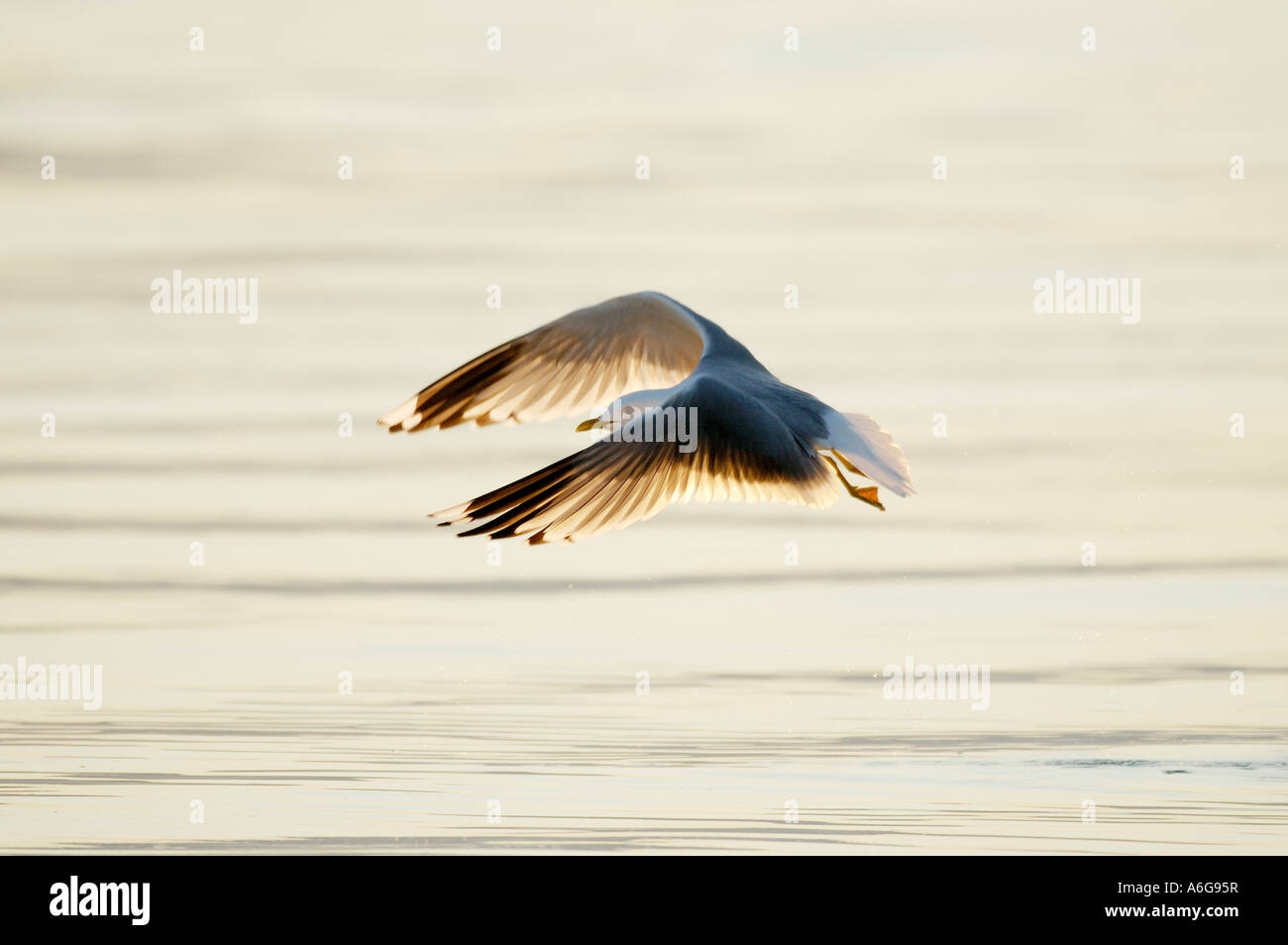 Commun gull (Larus canus Stock Photo - Alamy