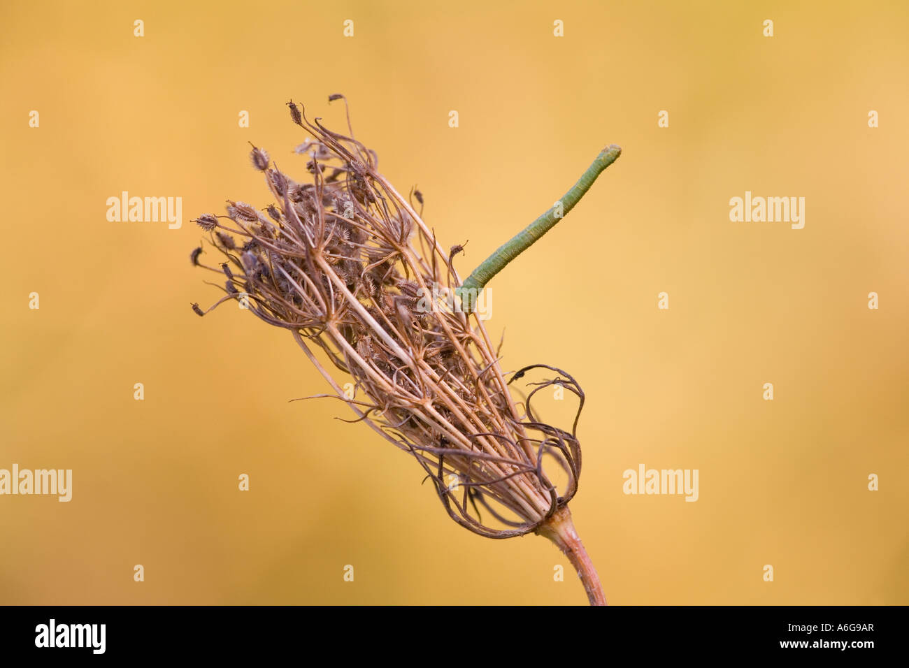 Caterpillar inchworm (Geometridae Stock Photo - Alamy