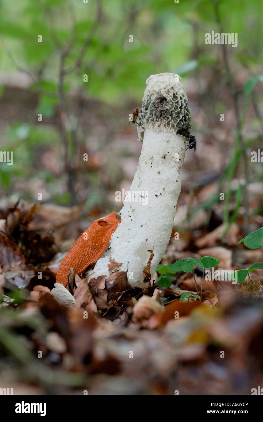 Stinkhorn phallus impudicus var impudicus hi-res stock photography and ...