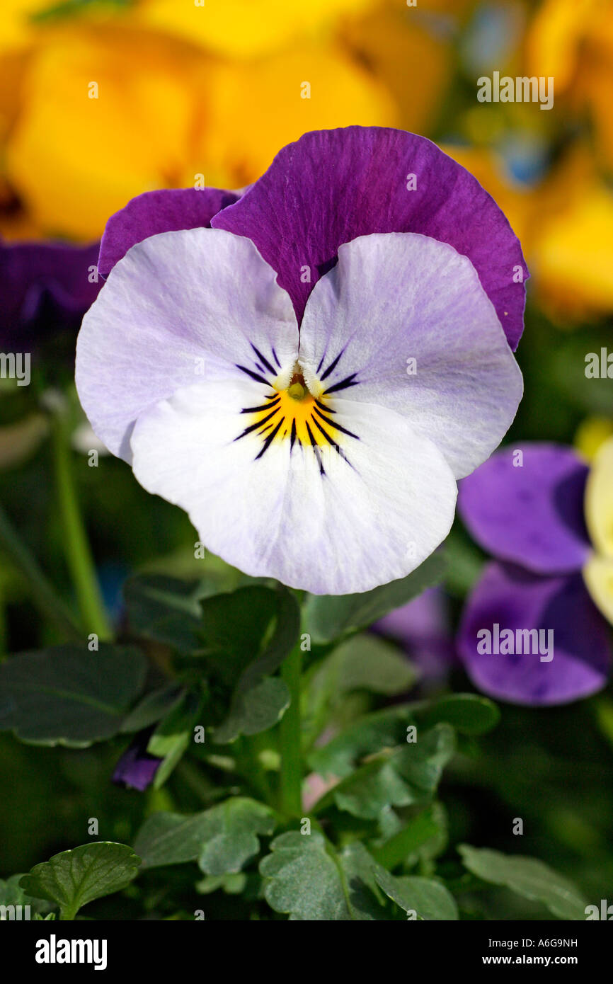 Flowering horned violet - hybrid (Viola cornuta Stock Photo - Alamy