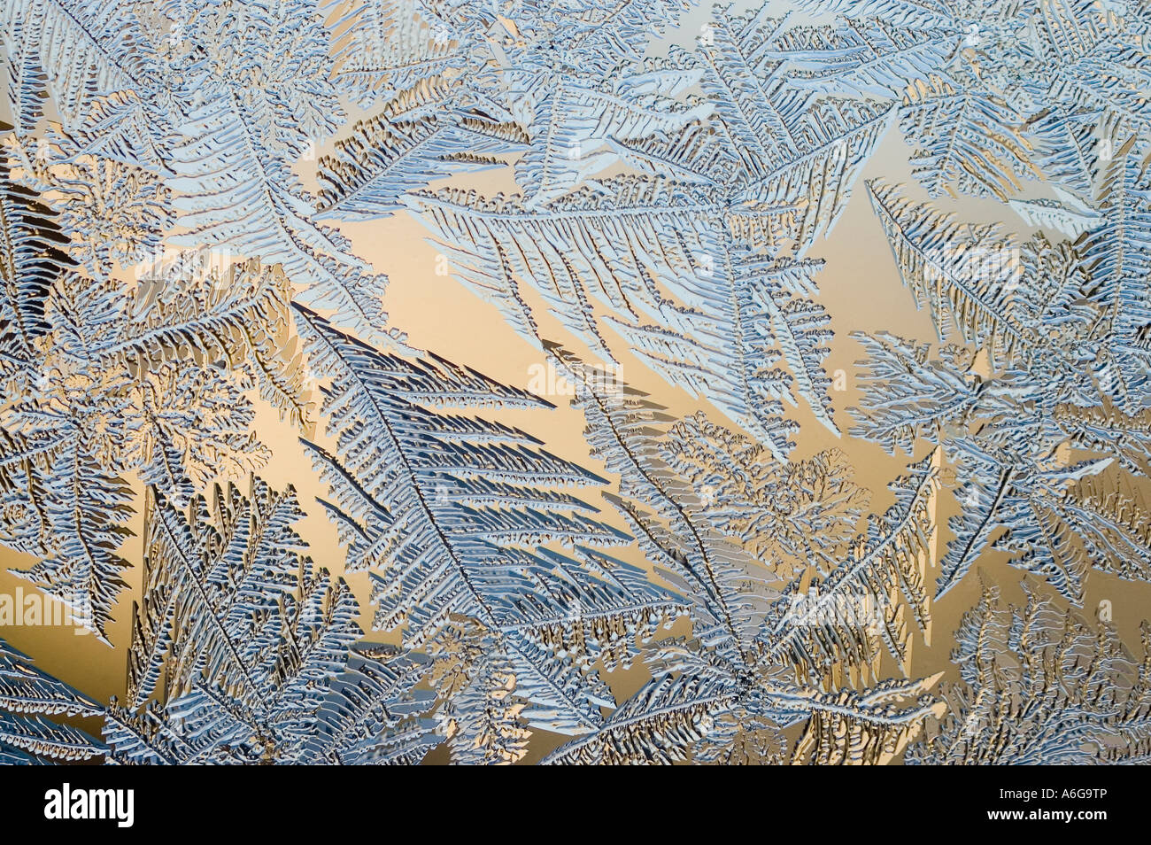 Frostflower hi-res stock photography and images - Alamy