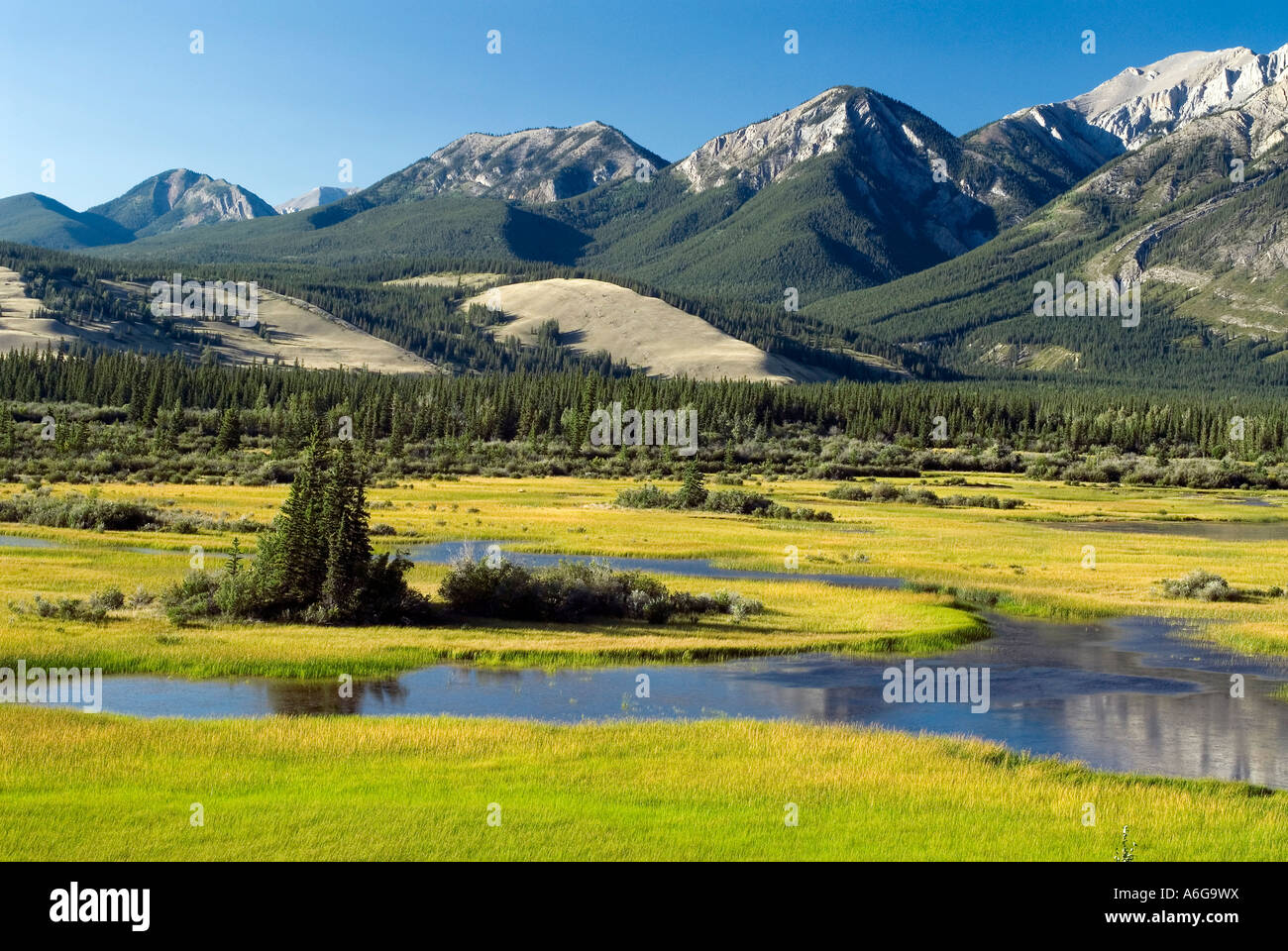 Montane wetlands Pocahontas Ponds along Athabasca River, Athabasca ...