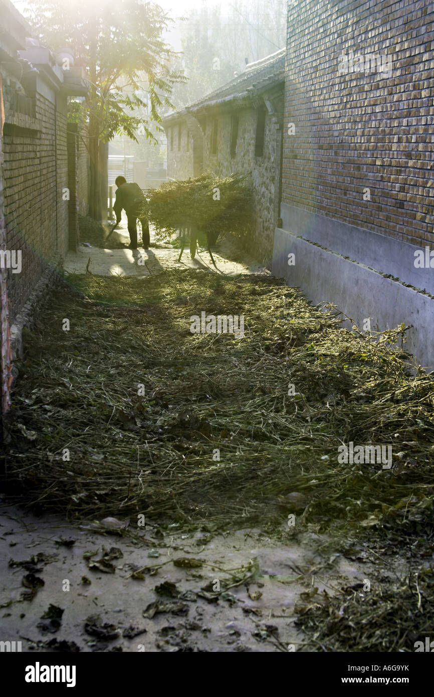 CHINA SIMATAI Chinese farmer sweeping up soybean silage Stock Photo - Alamy