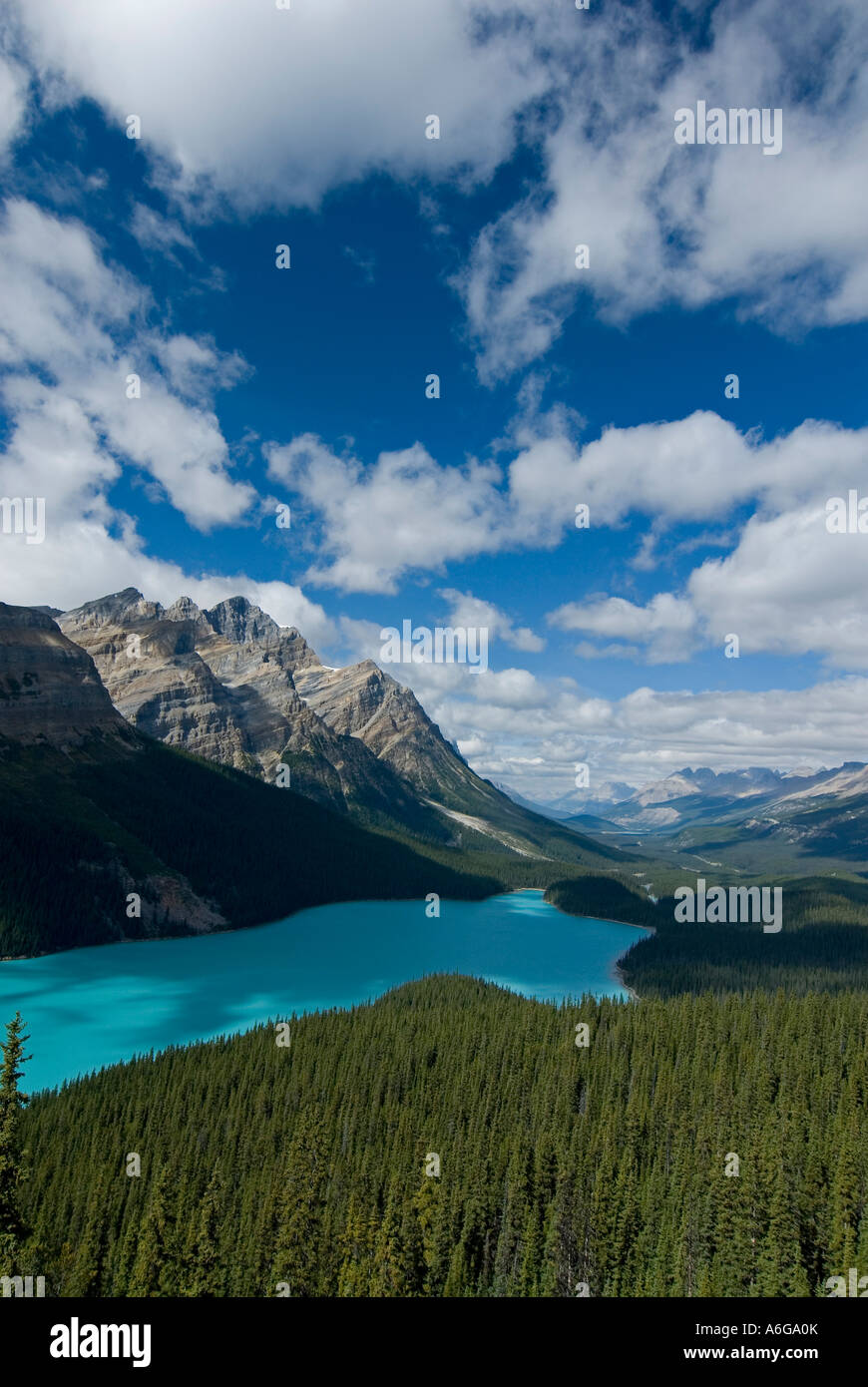 View of the wooded shoreline of Peyto Lake and Bow Valley with Mount ...