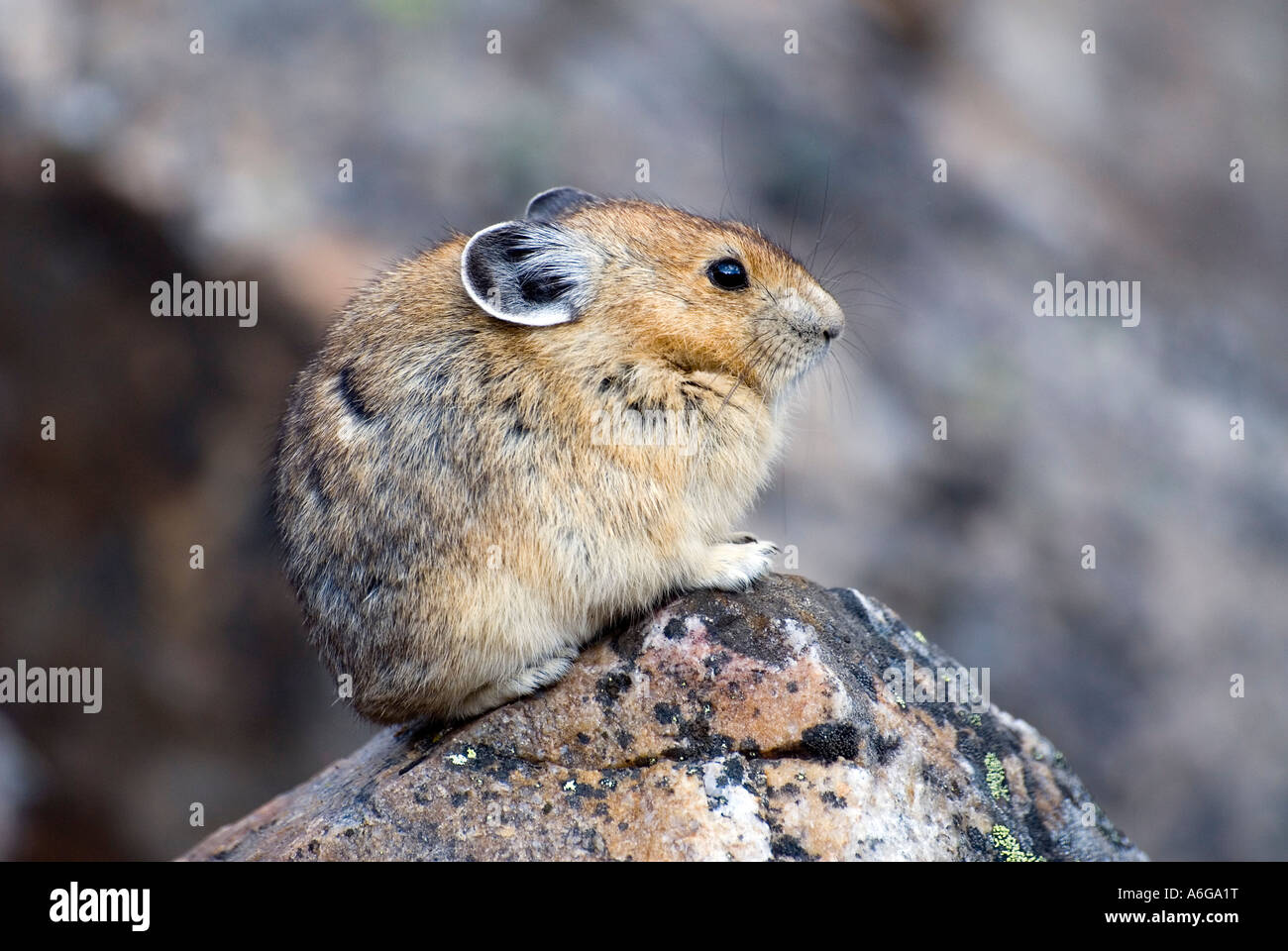 Resting pika (Ochotona princeps) in rubble field, Banff National Park ...