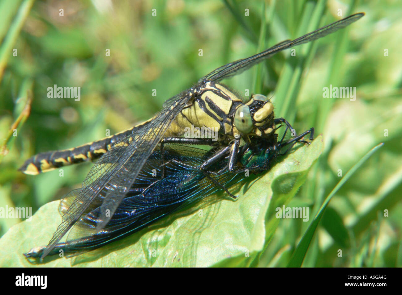 Western European gomphus (Gomphus pulchellus), feeding on a ...