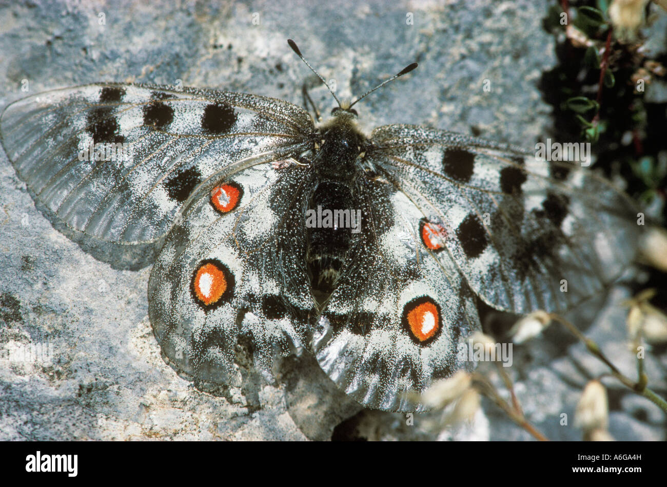 Apollo, Parnassius apollo, France Stock Photo - Alamy