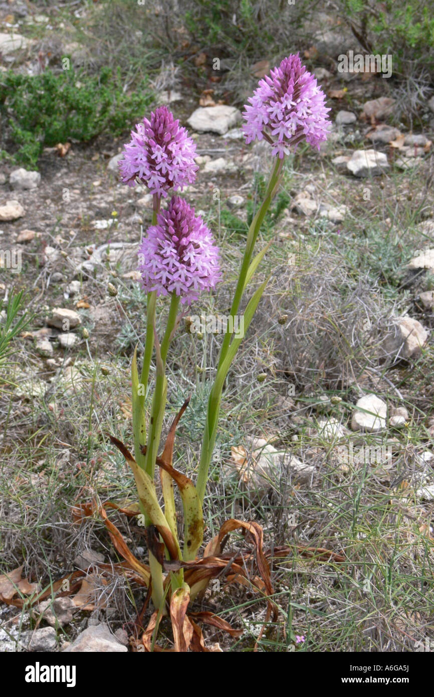 Pyramidal raceme hi-res stock photography and images - Alamy