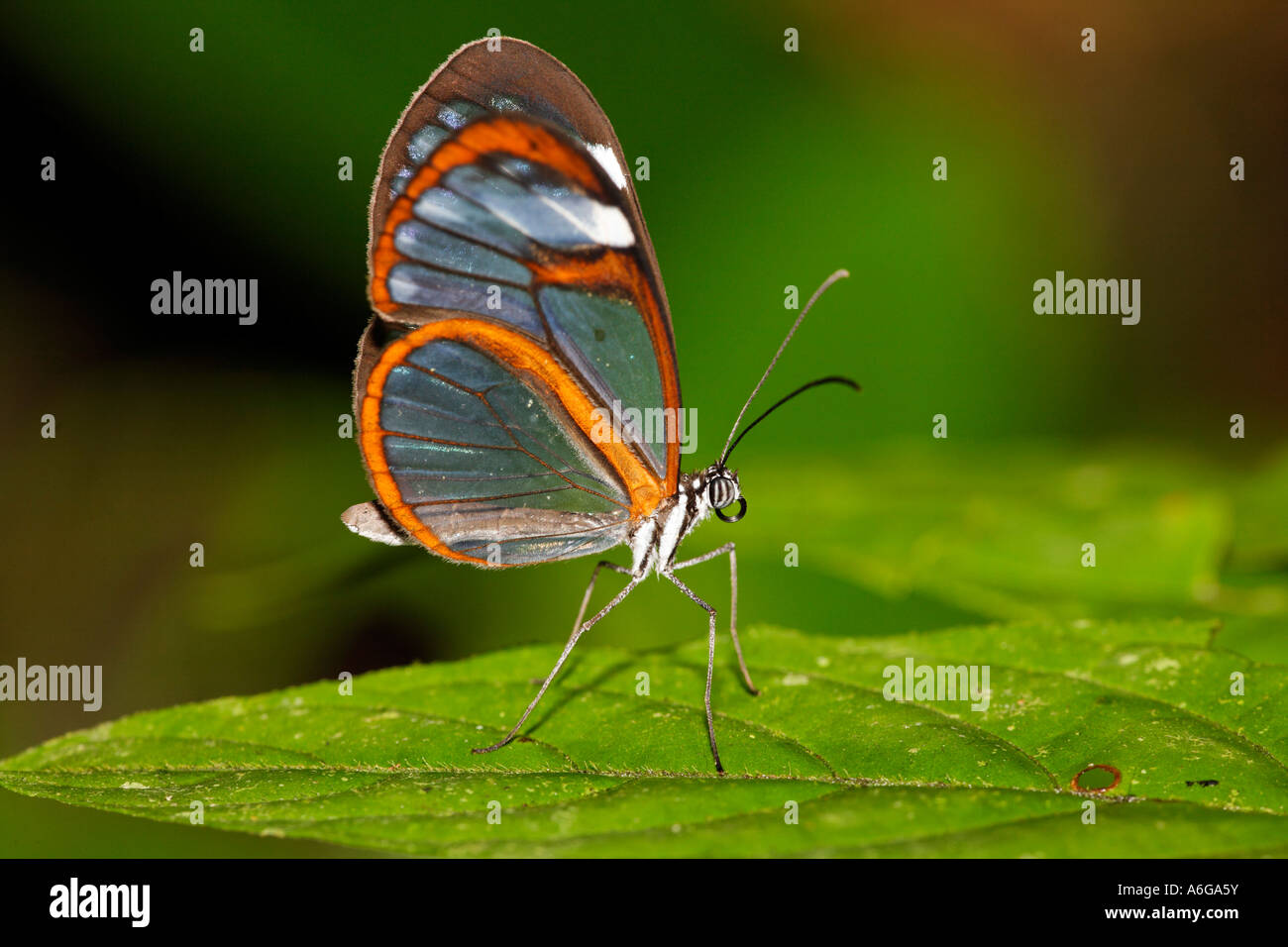 Clearwing Butterfly, Crystal wing butterfly (Oleria rubescens), Costa ...