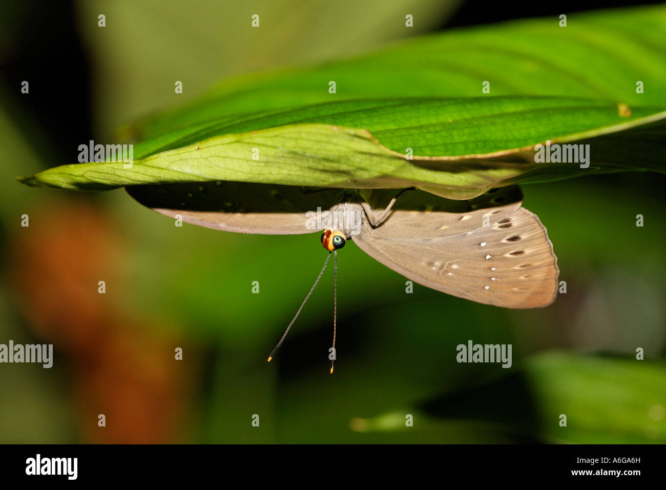 Butterfly at leaf, Costa Rica Stock Photo - Alamy