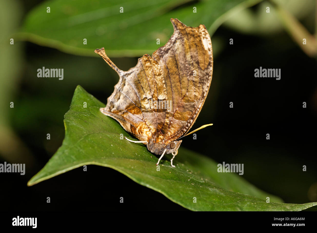 Consul fabius cecrops butterfly hi-res stock photography and images - Alamy