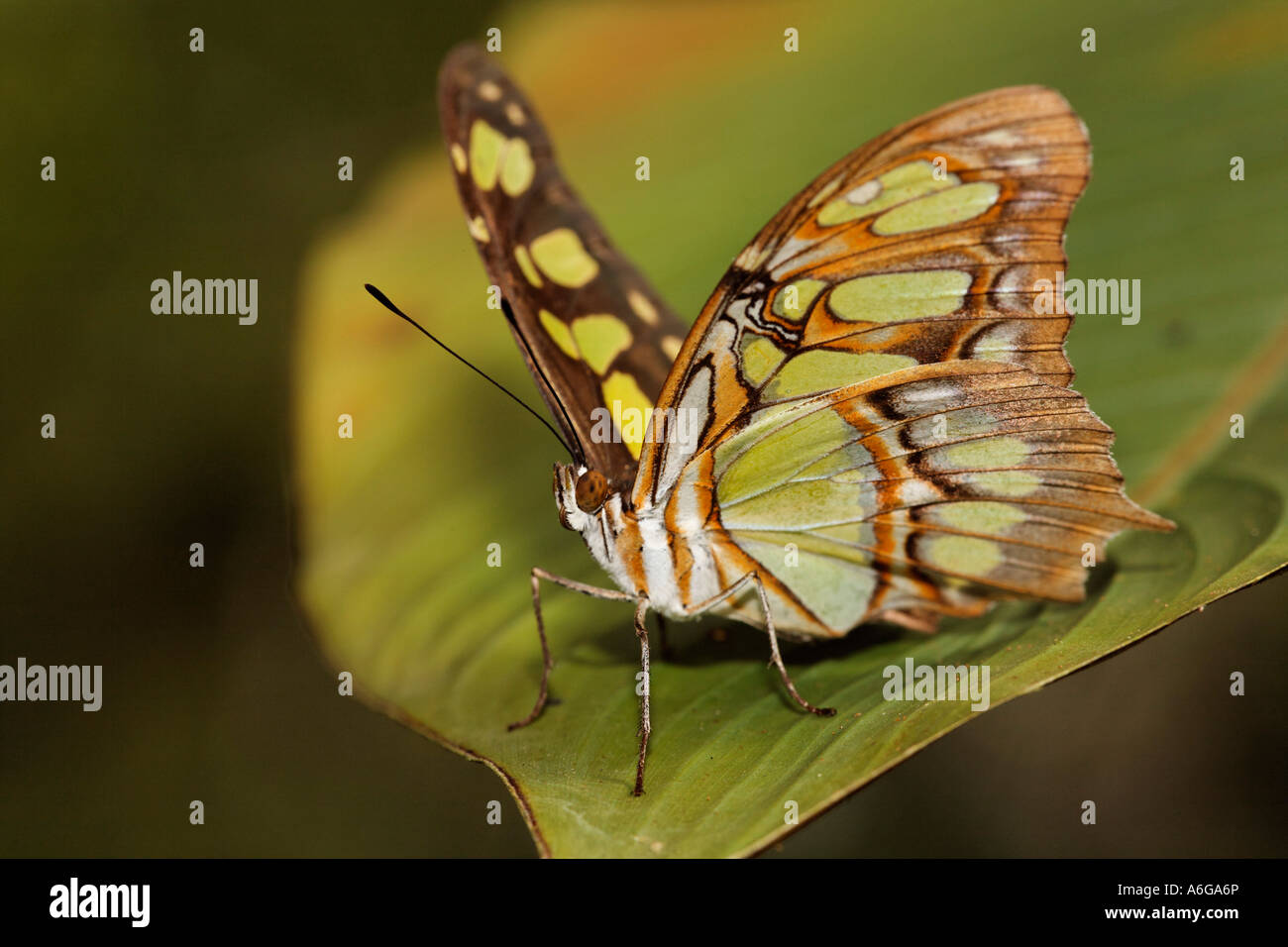Siproeta stelenes schmetterling hi-res stock photography and images - Alamy