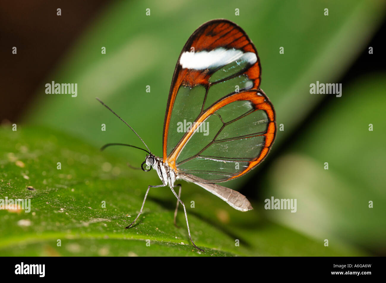 Clearwing Butterfly, Crystal wing butterfly (Oleria rubescens), Costa ...