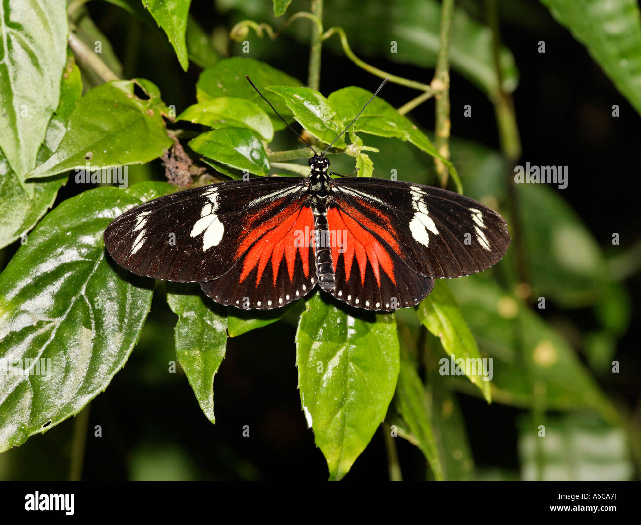 Longwing butterfly (Heliconius sp.), Costa Rica Stock Photo - Alamy
