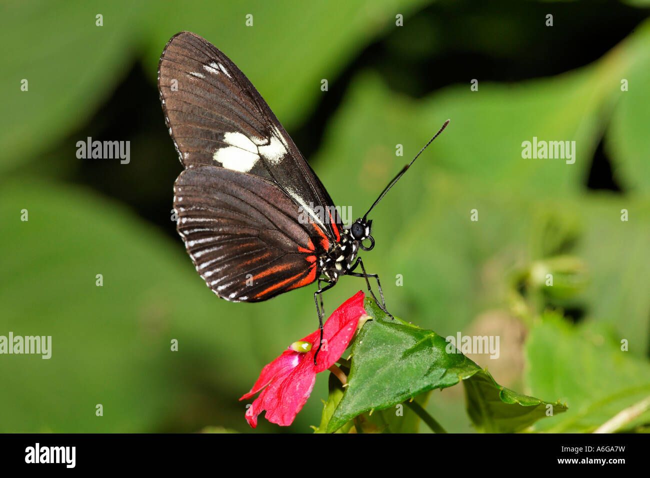 Longwing butterfly (Heliconius sp.), Costa Rica Stock Photo - Alamy